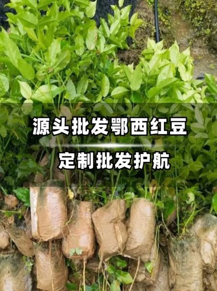 红豆沙树苗怎么种_红豆沙树苗价格多少钱-第3张图片-山城妙识