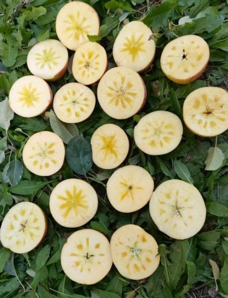 冰糖心苹果和普通苹果有什么区别_哪个更好吃-第2张图片-山城妙识