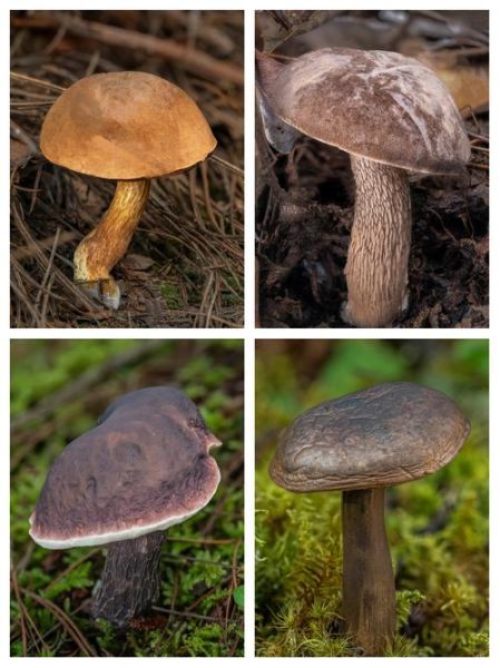 牛肝菌种类有哪些_如何区分牛肝菌-第2张图片-山城妙识