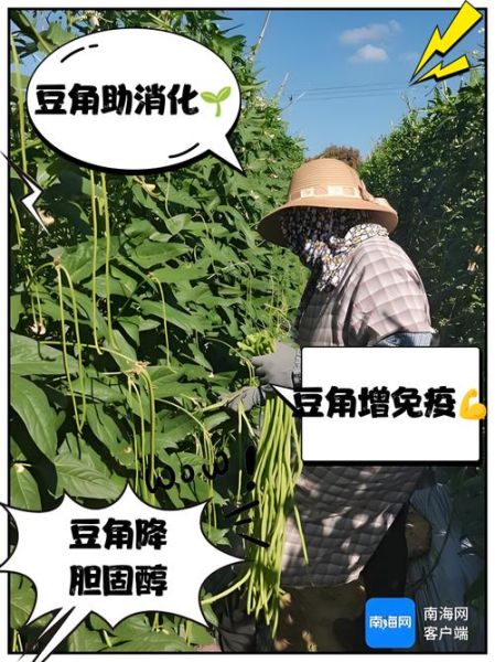 豆角的功效与作用_吃豆角有什么好处-第1张图片-山城妙识 豆角的功效与作用_吃豆角有什么好处-第1张图片-山城妙识