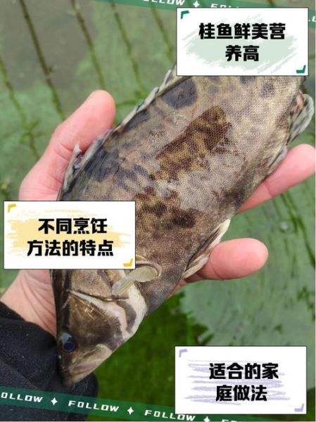 野生桂鱼图片_如何分辨真假-第2张图片-山城妙识