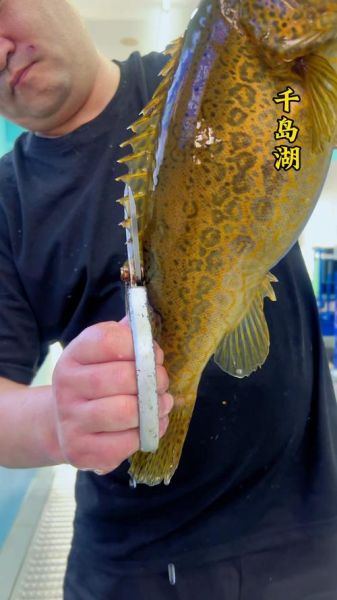 野生桂鱼图片_如何分辨真假-第3张图片-山城妙识