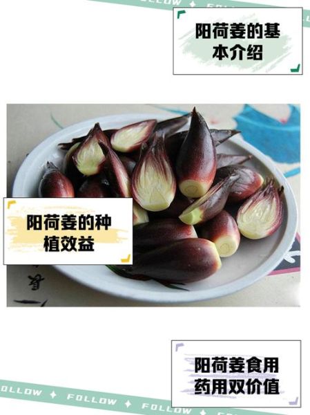 阳荷的功效与作用禁忌_阳荷什么人不能吃-第1张图片-山城妙识