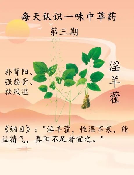 男人霪羊藿吃了一个月效果_霪羊藿能提高性功能吗-第2张图片-山城妙识