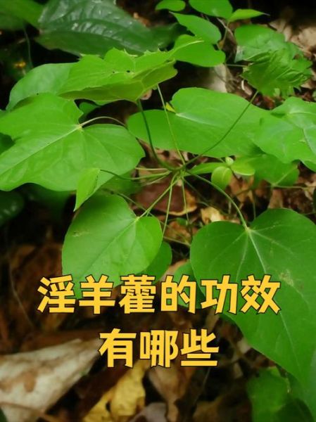 男人霪羊藿吃了一个月效果_霪羊藿能提高性功能吗-第3张图片-山城妙识