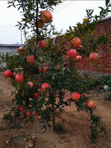 石榴图片水果_石榴怎么挑选才甜-第2张图片-山城妙识