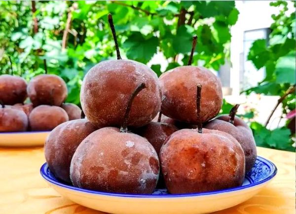 青海西宁特产水果有哪些_高原水果好吃吗-第1张图片-山城妙识 青海西宁特产水果有哪些_高原水果好吃吗-第1张图片-山城妙识