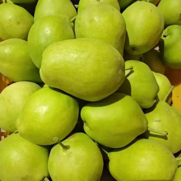 青海西宁特产水果有哪些_高原水果好吃吗-第3张图片-山城妙识 青海西宁特产水果有哪些_高原水果好吃吗-第3张图片-山城妙识