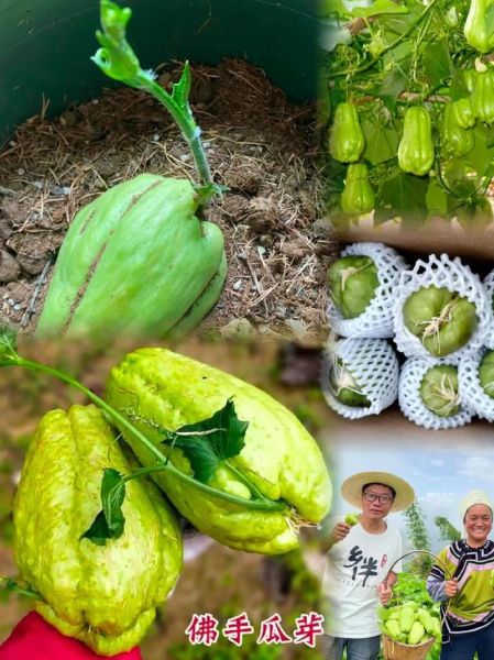 佛手瓜苗龙须菜的功效与作用_怎么吃最健康-第3张图片-山城妙识 佛手瓜苗龙须菜的功效与作用_怎么吃最健康-第3张图片-山城妙识