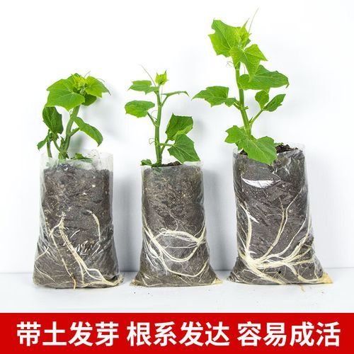 佛手瓜苗龙须菜的功效与作用_怎么吃最健康-第2张图片-山城妙识 佛手瓜苗龙须菜的功效与作用_怎么吃最健康-第2张图片-山城妙识