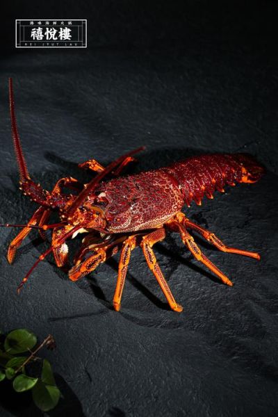 澳大利亚龙虾泛滥怎么办_澳洲龙虾价格暴跌原因-第3张图片-山城妙识