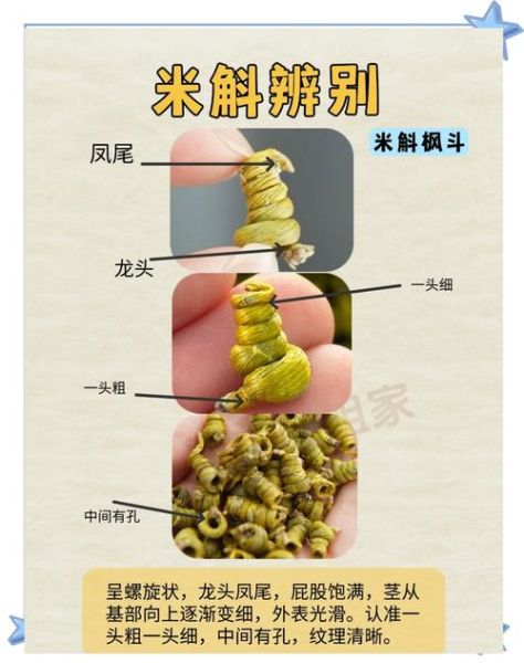 野生石斛图片大全大图_如何辨别真假野生石斛-第1张图片-山城妙识 野生石斛图片大全大图_如何辨别真假野生石斛-第1张图片-山城妙识