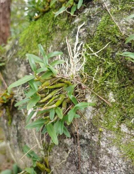 野生石斛图片大全大图_如何辨别真假野生石斛-第3张图片-山城妙识 野生石斛图片大全大图_如何辨别真假野生石斛-第3张图片-山城妙识