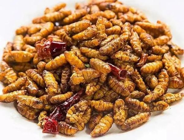 面包虫吃人真的吗_面包虫会攻击人类吗-第1张图片-山城妙识