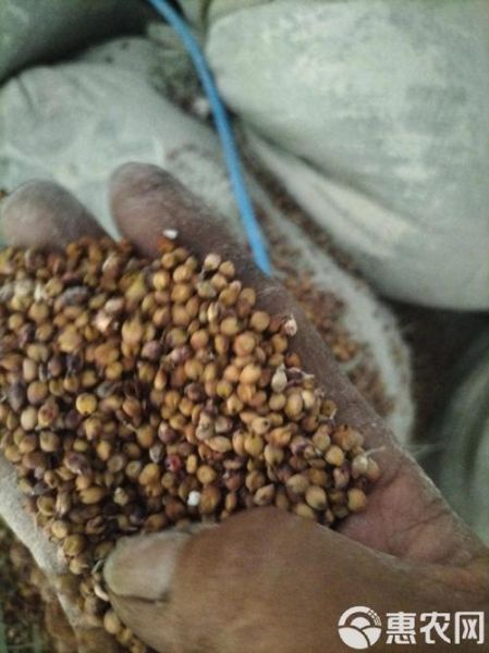 高粱价格最新行情_高粱多少钱一斤-第2张图片-山城妙识 高粱价格最新行情_高粱多少钱一斤-第2张图片-山城妙识