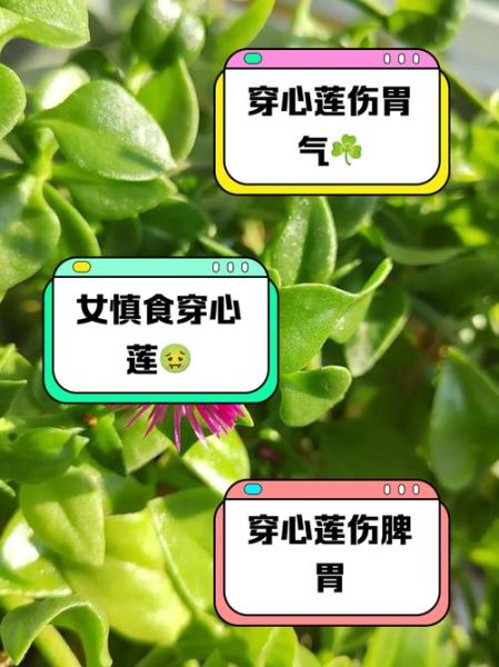 吃穿心莲的禁忌有哪些_哪些人不能吃穿心莲-第1张图片-山城妙识 吃穿心莲的禁忌有哪些_哪些人不能吃穿心莲-第1张图片-山城妙识