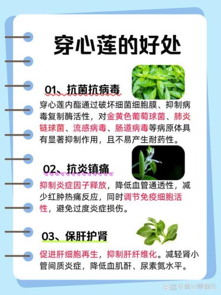 吃穿心莲的禁忌有哪些_哪些人不能吃穿心莲-第2张图片-山城妙识 吃穿心莲的禁忌有哪些_哪些人不能吃穿心莲-第2张图片-山城妙识