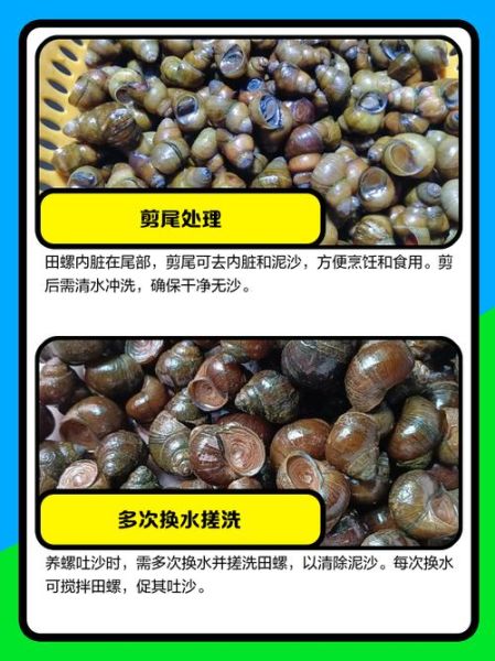 田螺怎么清洗干净_田螺怎么炒好吃-第2张图片-山城妙识 田螺怎么清洗干净_田螺怎么炒好吃-第2张图片-山城妙识