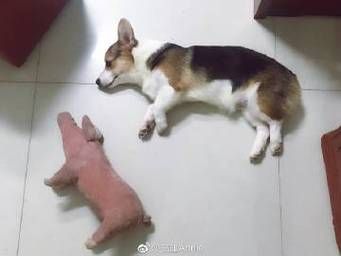 芋圆柚子是什么梗_芋圆柚子梗出处-第2张图片-山城妙识