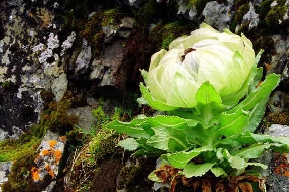 雪莲花多少钱一斤_雪莲花价格影响因素-第1张图片-山城妙识 雪莲花多少钱一斤_雪莲花价格影响因素-第1张图片-山城妙识
