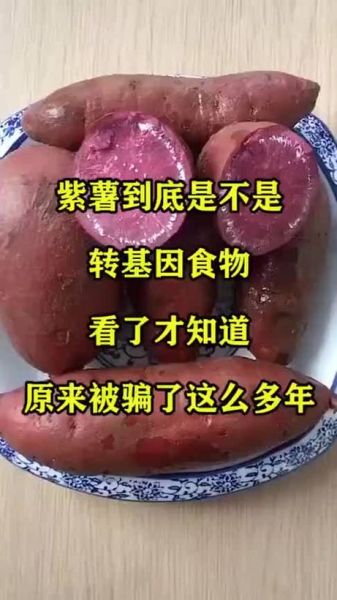 紫薯是转基因食品吗_紫薯和转基因紫薯区别-第3张图片-山城妙识 紫薯是转基因食品吗_紫薯和转基因紫薯区别-第3张图片-山城妙识