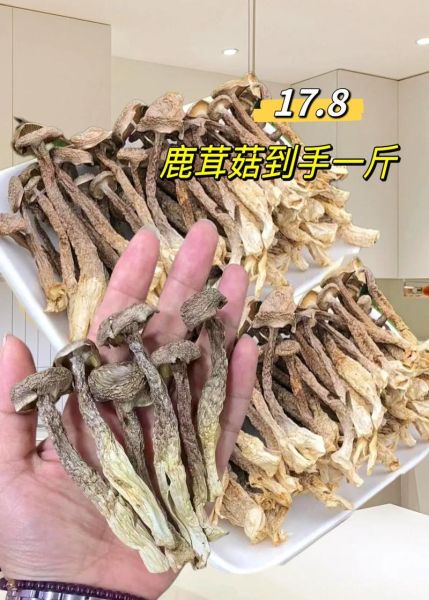 鹿茸多少钱一克_鹿茸价格影响因素-第1张图片-山城妙识