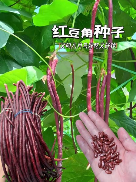 红豆角拼团怎么玩_红豆角拼团靠谱吗-第2张图片-山城妙识 红豆角拼团怎么玩_红豆角拼团靠谱吗-第2张图片-山城妙识