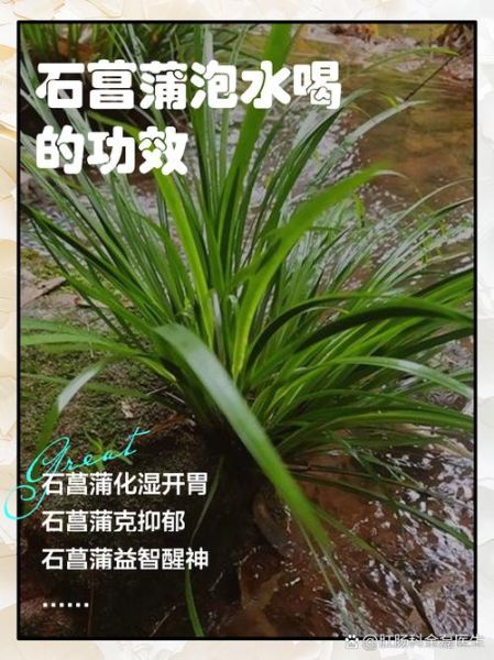 石菖蒲的功效与作用_石菖蒲能治什么病-第2张图片-山城妙识 石菖蒲的功效与作用_石菖蒲能治什么病-第2张图片-山城妙识