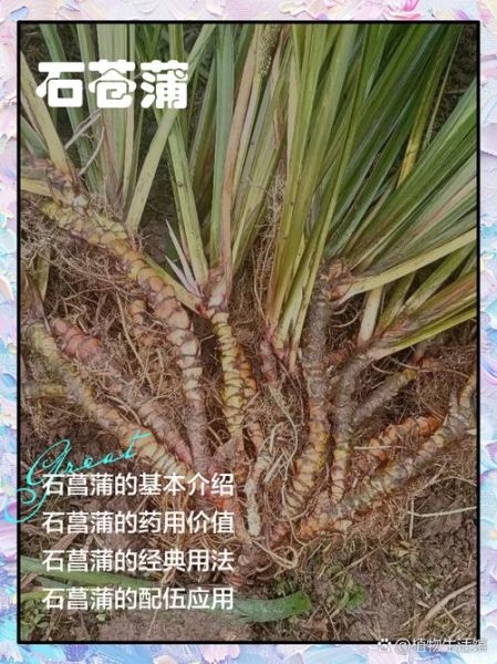 石菖蒲的功效与作用_石菖蒲能治什么病-第1张图片-山城妙识 石菖蒲的功效与作用_石菖蒲能治什么病-第1张图片-山城妙识