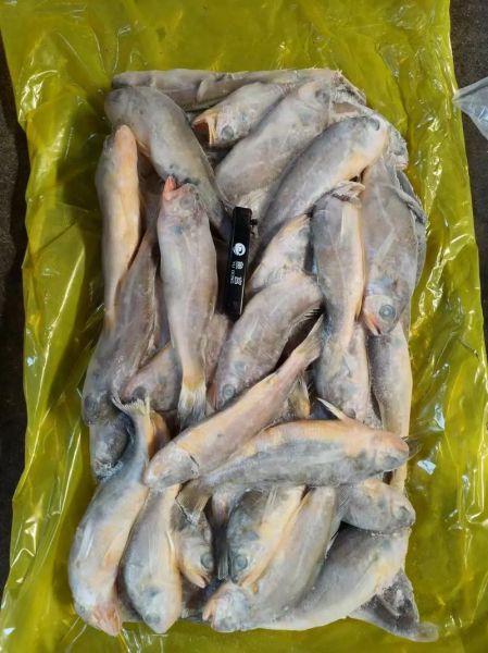 小黄鱼一斤多少条_小黄鱼一斤几条-第2张图片-山城妙识 小黄鱼一斤多少条_小黄鱼一斤几条-第2张图片-山城妙识