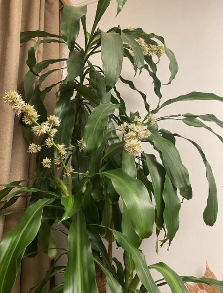 巴西木开花吗_巴西木多久开花-第1张图片-山城妙识