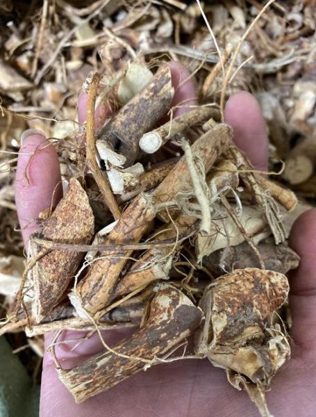 五指毛桃有毒吗_五指毛桃中毒症状-第2张图片-山城妙识