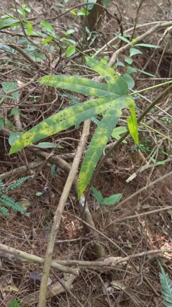 五指毛桃有毒吗_五指毛桃中毒症状-第3张图片-山城妙识