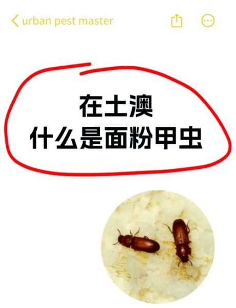 面粉生虫子怎么办_面粉长虫还能吃吗-第3张图片-山城妙识 面粉生虫子怎么办_面粉长虫还能吃吗-第3张图片-山城妙识