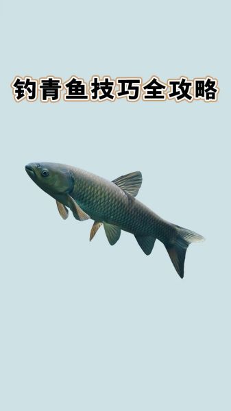 青鱼吃玉米吗_玉米钓青鱼技巧-第1张图片-山城妙识