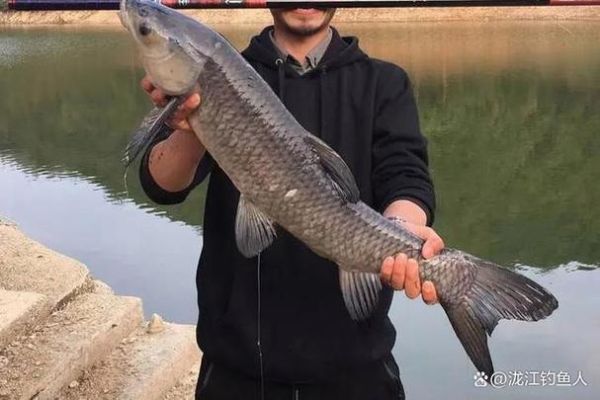 青鱼吃玉米吗_玉米钓青鱼技巧-第2张图片-山城妙识