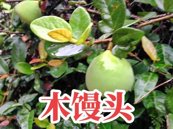 木馒头别名是什么_木馒头有哪些功效与作用-第1张图片-山城妙识 木馒头别名是什么_木馒头有哪些功效与作用-第1张图片-山城妙识