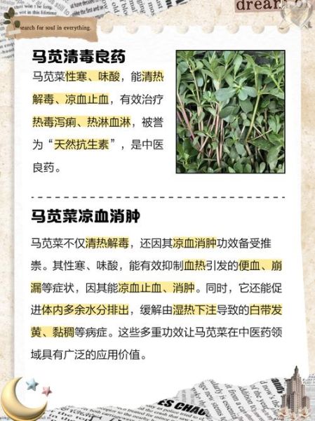 马苋菜图片功效与作用_马苋菜怎么吃最营养-第3张图片-山城妙识 马苋菜图片功效与作用_马苋菜怎么吃最营养-第3张图片-山城妙识
