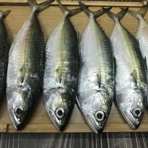 巴浪鱼为什么不能多吃_巴浪鱼吃多了会怎样-第1张图片-山城妙识 巴浪鱼为什么不能多吃_巴浪鱼吃多了会怎样-第1张图片-山城妙识