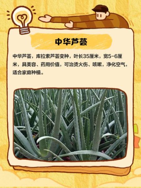 芦荟图片大全集_如何挑选高清品种图鉴-第2张图片-山城妙识 芦荟图片大全集_如何挑选高清品种图鉴-第2张图片-山城妙识