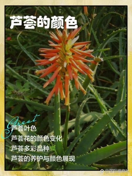 芦荟图片大全集_如何挑选高清品种图鉴-第3张图片-山城妙识 芦荟图片大全集_如何挑选高清品种图鉴-第3张图片-山城妙识