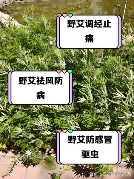 野艾草的功效与作用_野艾草怎么吃最好-第1张图片-山城妙识