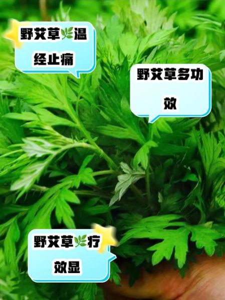 野艾草的功效与作用_野艾草怎么吃最好-第3张图片-山城妙识