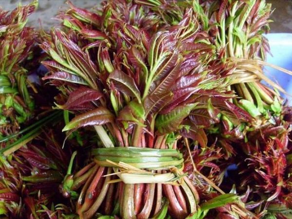 香椿芽的营养价值_香椿芽怎么吃最营养-第3张图片-山城妙识