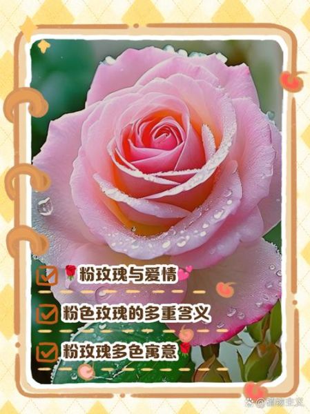 粉玫瑰花语是什么_粉玫瑰送几朵合适-第1张图片-山城妙识