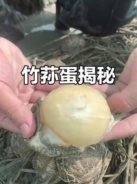 竹荪蛋怎么清洗_竹荪蛋清洗技巧-第3张图片-山城妙识