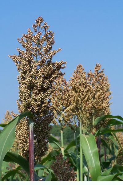 高粱图片大全大图_哪里能找到高清无水印素材-第2张图片-山城妙识