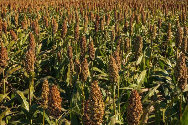 高粱图片大全大图_哪里能找到高清无水印素材-第3张图片-山城妙识