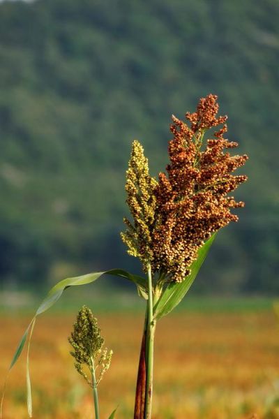 高粱图片大全大图_哪里能找到高清无水印素材-第1张图片-山城妙识