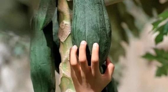 青木瓜之味百度云资源在哪看_如何高清下载-第2张图片-山城妙识